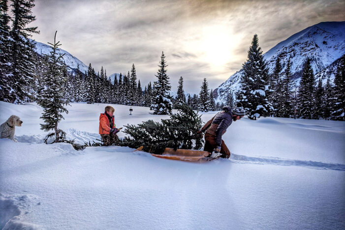 BLM Colorado offers permits to harvest Christmas trees – The Business Times